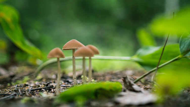 Online Legal Psychedelics, Hallucinogenic for Sale USA, UK, Australia